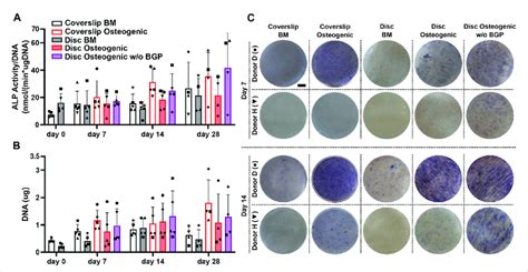 Alkaline Phosphatase Alp And Proliferation Assessment Of Hbm Msc