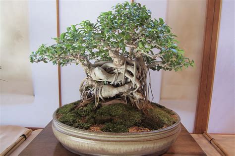 Trees Planet Ficus Benghalensis Banyan Tree