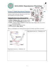 BIOL Female Notes Doc BIOL Reproductive Physiology Lecture Female