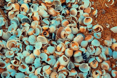 Premium Photo Close Up Of Shells