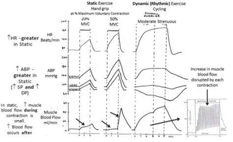 Exercise And The CVS Flashcards Quizlet