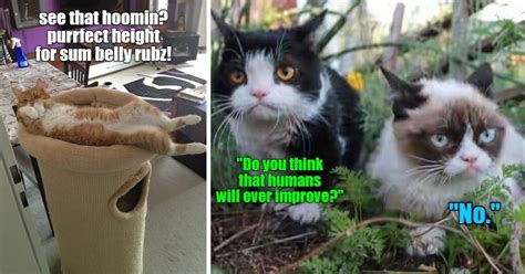 Top 20 Cat Memes Of The Week Cheezburger Users Edition 258 Best