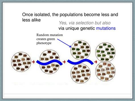 Ppt Selection Causes Microevolution Powerpoint Presentation Free