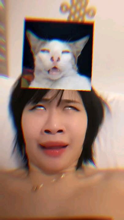 Cat Meme Face 시네21