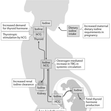 The Illustration Of The Hypothalamic Pituitary Thyroid Axis 2
