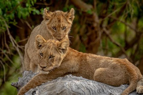 Premium Photo | Close-up of lioness
