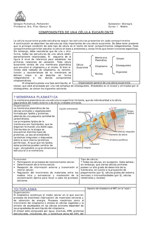 Organelos Celulares Tarea Co L E G I O Pu M A H U E Pe A L O L N Su B S E C T O R B