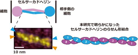 細胞の極性形成に重要な細胞間接着分子の結合メカニズムを解明 －1分子蛍光顕微鏡と高速原子間力顕微鏡で明らかになった2分子間のらせん形結合