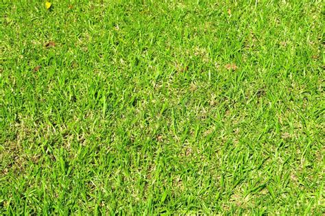 Grass Leaf Texture Stock Image Image Of Spring Land 38120313