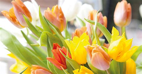 Consejos expertos Cómo cuidar un ramo de tulipanes Mis Tulipanes