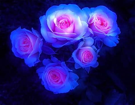 Blue Roses Photo By Stb666 Photobucket Rose Seeds Beautiful Rose