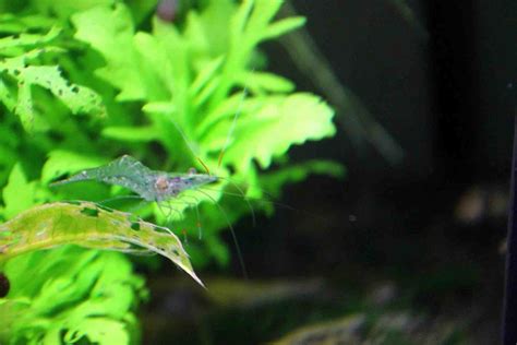 Ghost Shrimp Care Tanks Diet Breeding And More Aquarium Friend