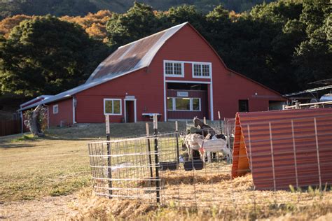 Our Farm Stepladder Ranch And Creamery