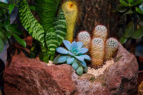 돌 냄비에 선인장 및 Succulents 배열의 근접 그룹 바위에 심은 Succulents의 다양 한 0명에 대한 스톡 사진 및