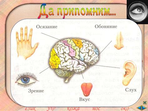 Човешкото тяло презентация онлайн