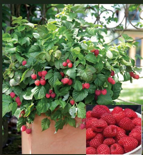 Rare Bonsai Dwarf Raspberry Fruit Tree 31030or200 Seeds Can Etsy