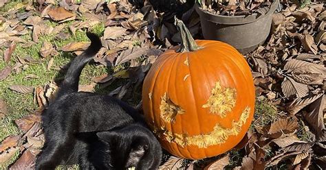 Peanut Buttersquirrel Pumpkin Carving Album On Imgur