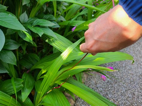紫蘭シランについて簡単な花後の管理を説明しています 園芸太郎