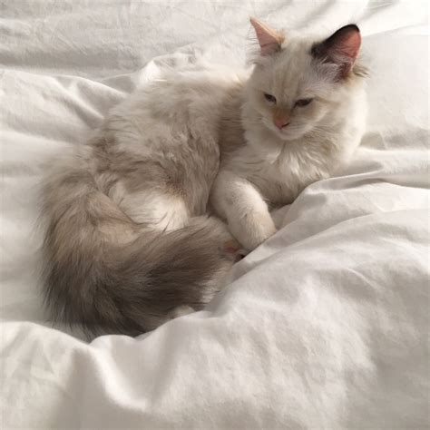 Коты эстетика фото и картинки Abrakadabra Fun