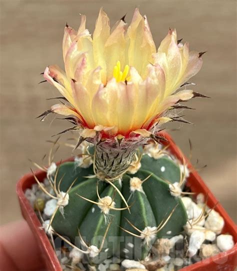 SHPR10542 Astrophytum Asterias X Senile V Aureum Cactus Online