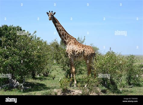 Masai Giraffe Maasai Giraffe Massai Giraffe Giraffa Camelopardalis