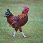 Rooster Photograph By Nikolyn Mcdonald Fine Art America