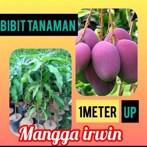 Jual 1 Kg Bisa 2 Bibit Mangga Irwin 1 Meter Shopee Indonesia