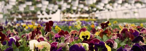 Exports In Horticulture