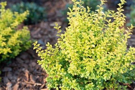 Low Maintenance Shrubs Perfect For The Front Of The House Shrubs For