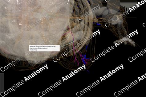 Medial Supraclavicular Nerve Right Complete Anatomy