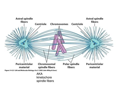 Spindle Fibers Biology Definition At Jack Clyde Blog
