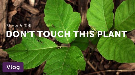 How To Spot Poison Ivy Englishsalt2