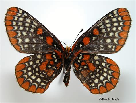 Baltimore Checkerspot Euphydryas Phaeton Drury 1773 Butterflies