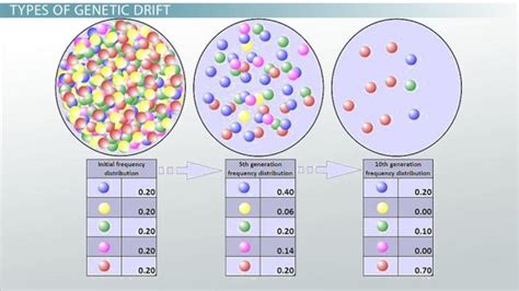 Genetic Drift Definition Examples And Types Video And Lesson Transcript