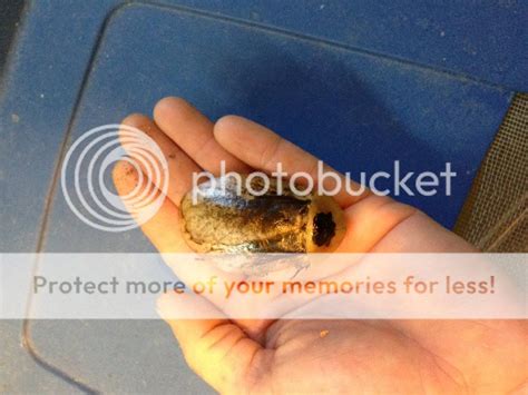 Giant Peppered Roach Nymphs Faunaclassifieds