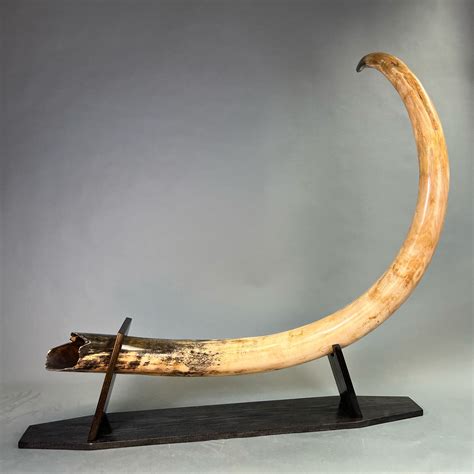 Mammoth Tusks For Sale Fossil Realm