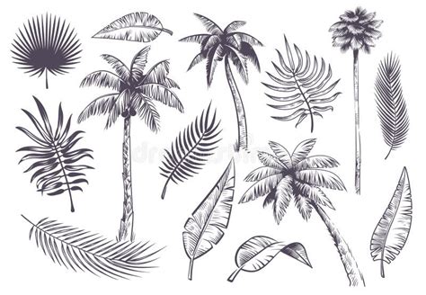 Sketch Palm Tree Hand Drawn Tropical Coconut Palm Trees Africans