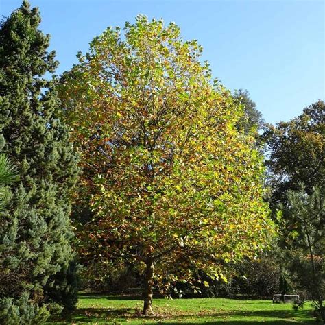Sycamore Exclamation 7 Gal Plants Plus