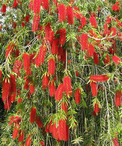 Callistemon Viminalis Boething Treeland Farms