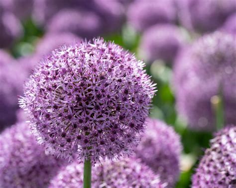 Allium Party Balloons Bulbs — Buy Online At Farmer Gracy Uk