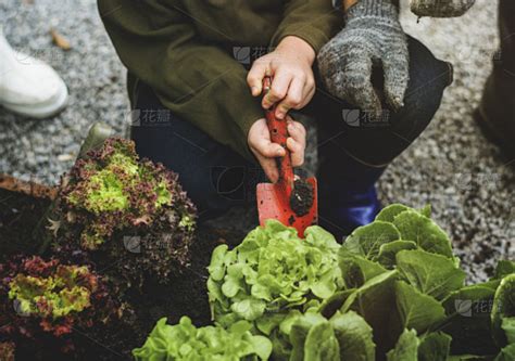 蔬菜 家庭 后院 菜园 农业 清新 莴苣 泰国 环境保护 儿童