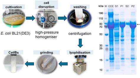 Figure 3 From Catalytically Active Inclusion Bodies Of L Lysine Decarboxylase From E Coli