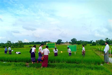 ဘားအံမြို့နယ်တွင် မျိုးသန့်မျိုးစေ့ထုတ်မှု လုပ်ငန်းဆောင်ရွက်မှုအောင်မြင