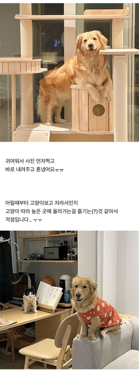 더쿠 강아지가 자꾸 캣 타워에 올라가서 큰일이에요