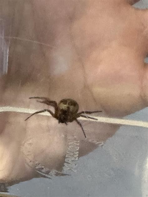 Whats This Spider R Whatsthisbug