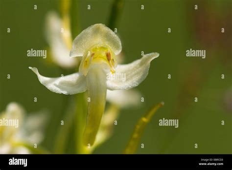Greater Butterfly Orchid Platanthera Chlorantha Flower Germany