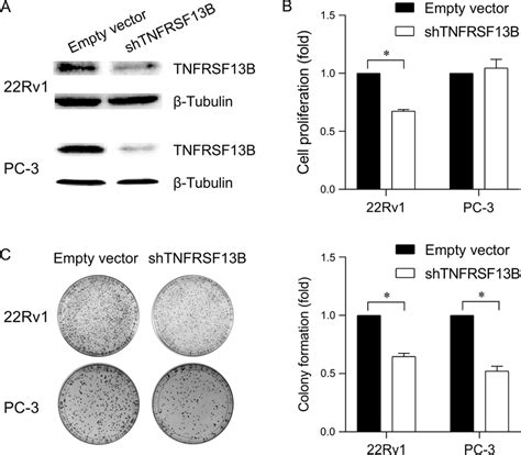 Silencing Tnfrsf13b Expression Decreases The Colony Formation Potential