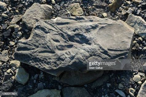 Fern Fossils Photos And Premium High Res Pictures Getty Images