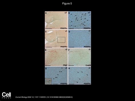 Volume 12 Issue 13 Pages July 2002 Ppt Download