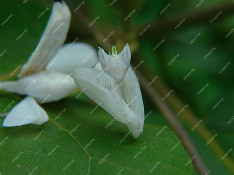 Premium Photo White Orchid Grasshopper Or Hymenopus Coronatus This